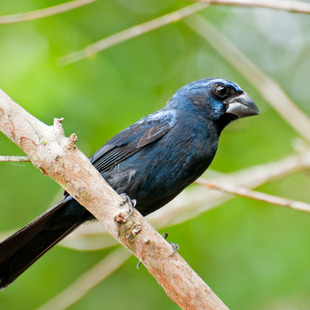 azulão (Cyanoloxia brissonii) | WikiAves - A Enciclopédia das Aves do ...