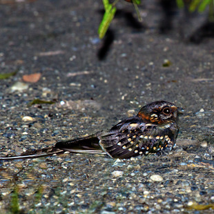 bacurau-tesoura (Hydropsalis torquata) | WikiAves - A Enciclopédia das ...