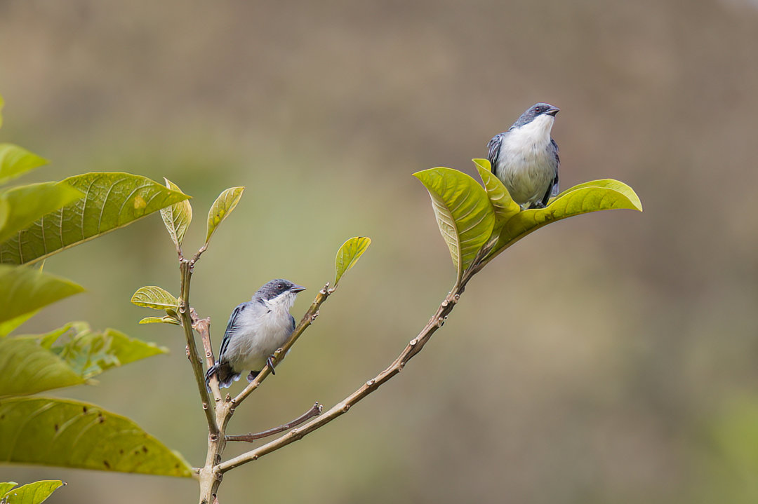 Foto capacetinho-do-oco-do-pau (Microspingus cinereus) Por Mario ...