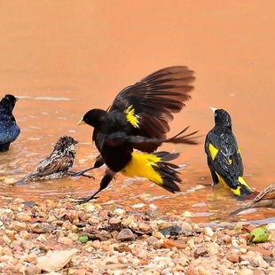 xexéu (Cacicus cela) | WikiAves - A Enciclopédia das Aves do Brasil