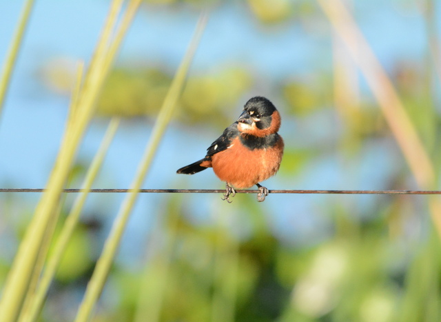 Foto coleiro-do-brejo (Sporophila collaris) Por Jones Battistella ...