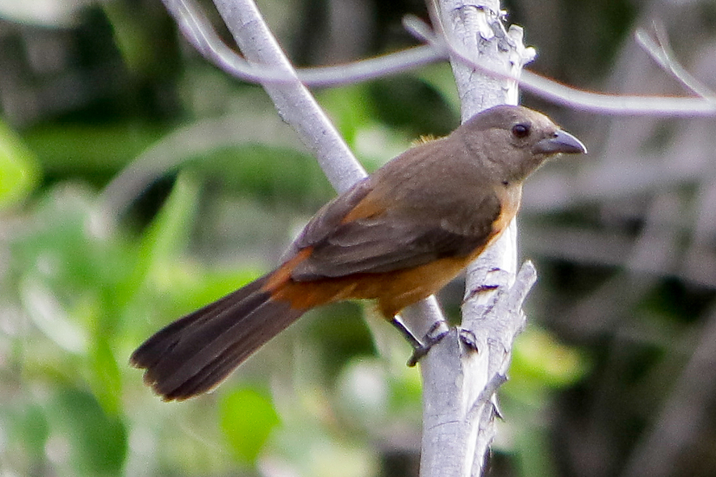 Foto tiê-sangue (Ramphocelus bresilia) Por Clenia Farias | Wiki Aves ...
