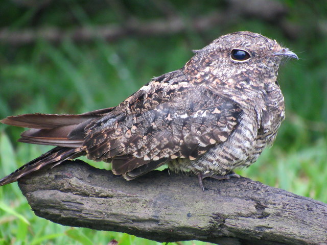 bacurau-tesoura (Hydropsalis torquata) | WikiAves - A Enciclopédia das ...
