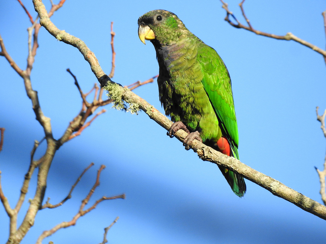 Foto maitaca-verde (Pionus maximiliani) Por Geovanio Berndt | Wiki Aves ...