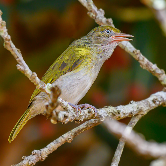Foto verdinho-da-várzea (Hylophilus semicinereus) Por José Rondon ...