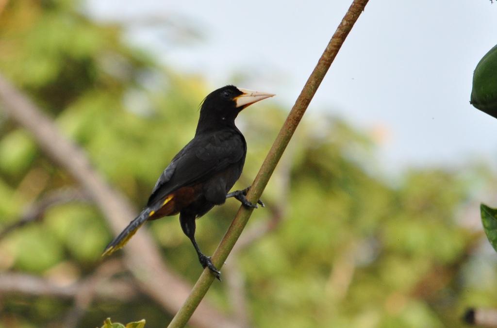Foto japu (Psarocolius decumanus) Por Tony Bichinski | Wiki Aves - A Enciclopédia das Aves do Brasil