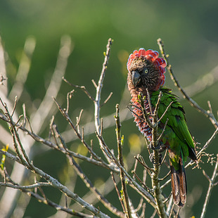anacã (Deroptyus accipitrinus) | WikiAves - A Enciclopédia das Aves do ...