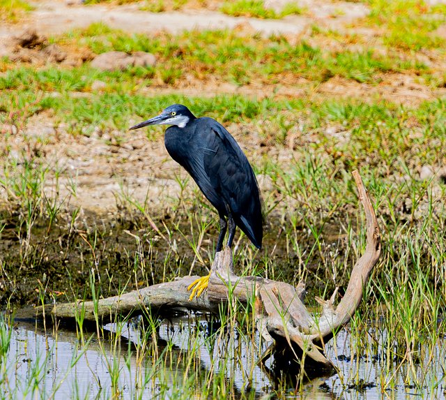 Foto garça-negra (Egretta gularis) Por Mats Hildeman | Wiki Aves - A ...