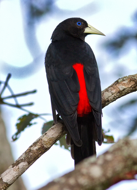 Foto guaxe (Cacicus haemorrhous) Por Marco Cruz | Wiki Aves - A ...