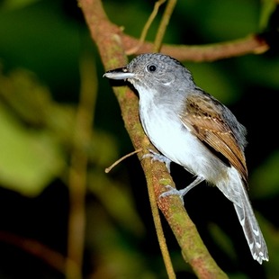 choca-murina (Thamnophilus murinus) | WikiAves - A Enciclopédia das ...
