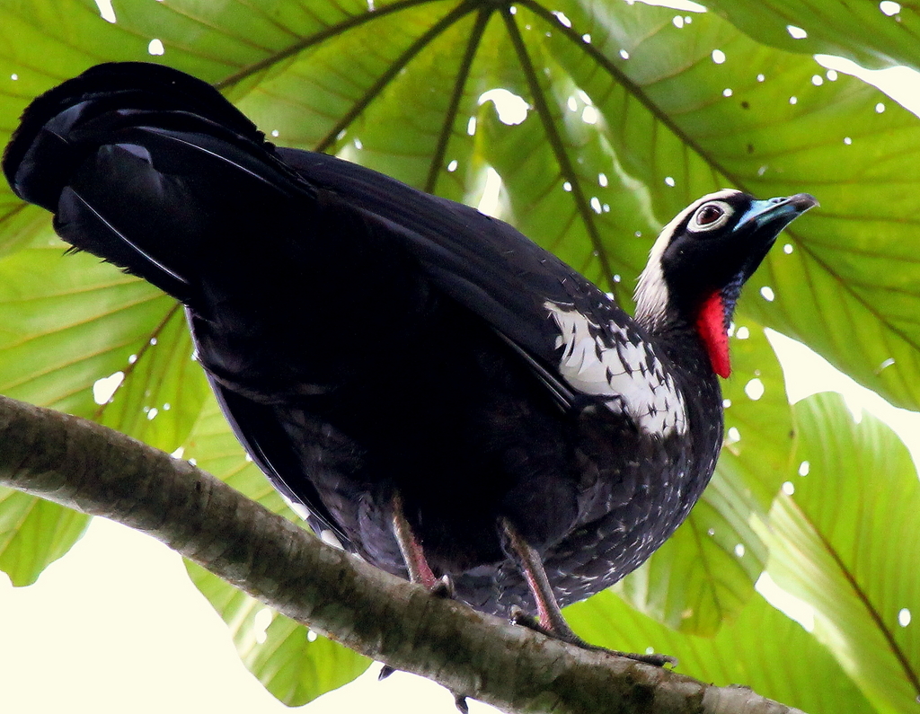 Foto jacutinga (Aburria jacutinga) Por Mathias Singer | Wiki Aves - A ...