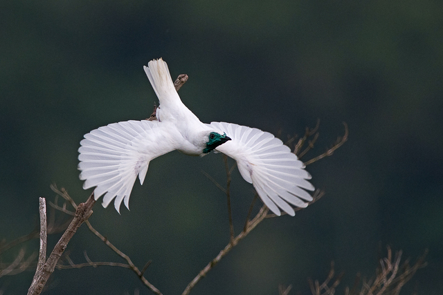 Foto araponga (Procnias nudicollis) Por Adrian Rupp | Wiki Aves - A ...