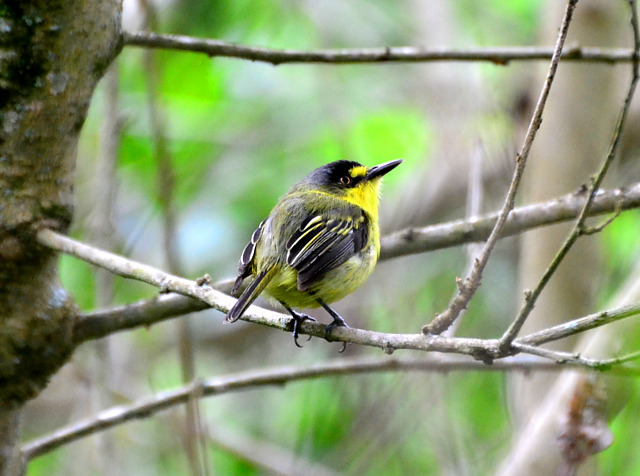 Foto teque-teque (Todirostrum poliocephalum) Por Arnon Borges | Wiki ...