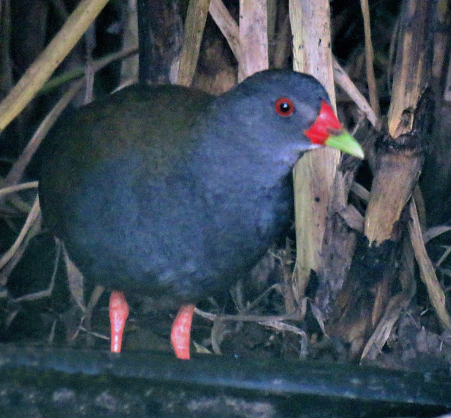 Foto turu-turu (Neocrex erythrops) Por Ivo Zecchin | Wiki Aves - A ...