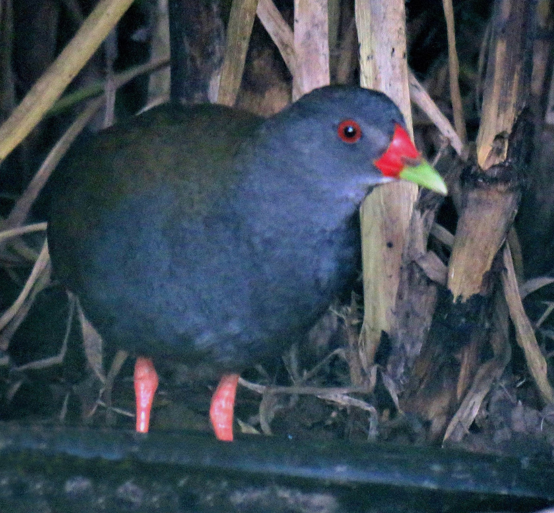 Foto turu-turu (Neocrex erythrops) Por Ivo Zecchin | Wiki Aves - A ...