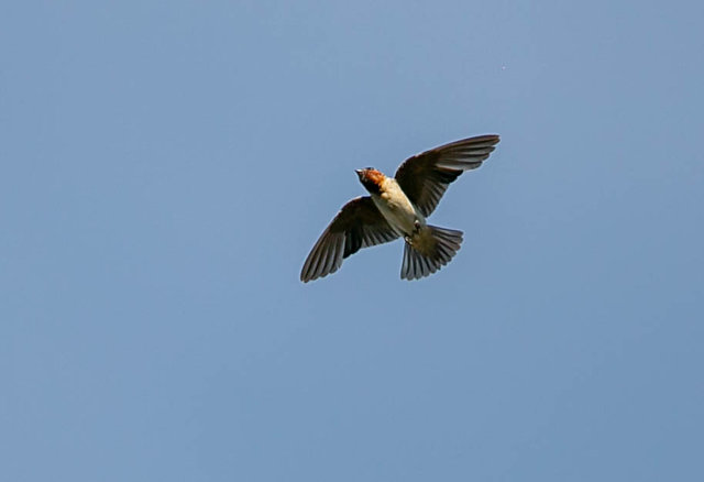 Foto andorinha-de-dorso-acanelado (Petrochelidon pyrrhonota) Por ...