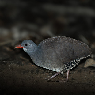 inhambu-chintã (Crypturellus tataupa) | WikiAves - A Enciclopédia das ...