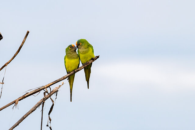 Foto periquito-rei (Eupsittula aurea) Por Gustavo Dallaqua | Wiki Aves ...