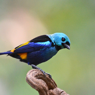 saíra-pintor (Tangara fastuosa) | WikiAves - A Enciclopédia das Aves do ...