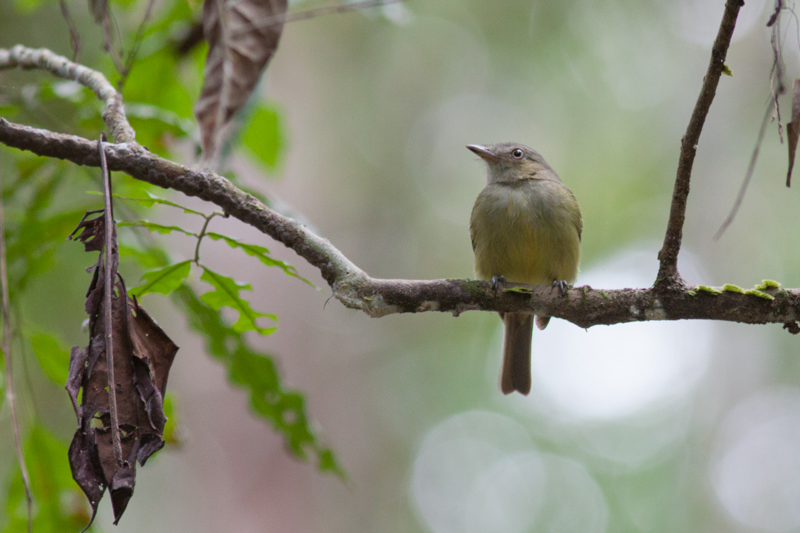 Foto fruxu-baiano (Neopelma aurifrons) Por Helberth Peixoto | Wiki Aves ...