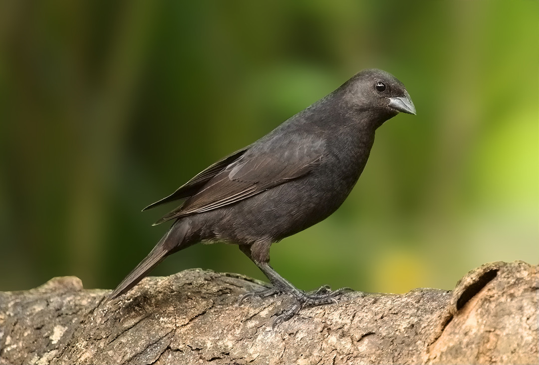 Foto chupim (Molothrus bonariensis) Por Diogo S. Goncalves | Wiki Aves ...