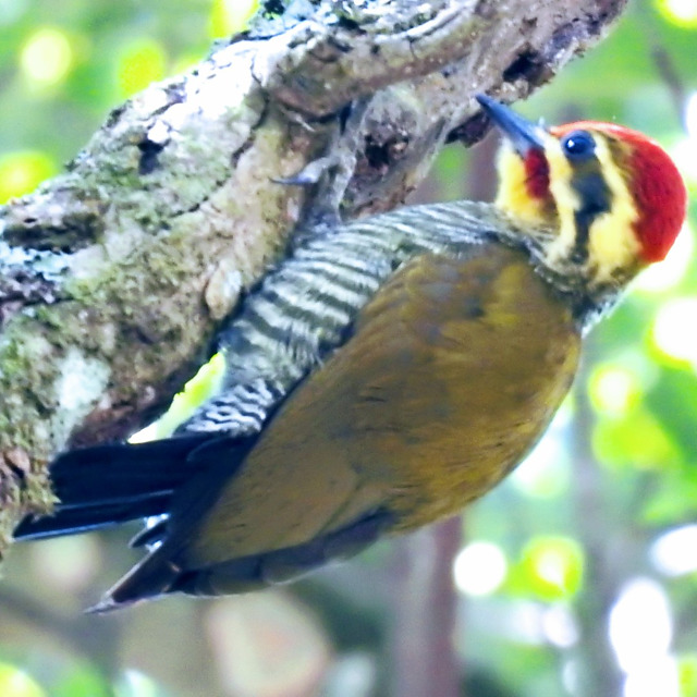 Foto pica-pau-dourado (Piculus aurulentus) Por Teca Resende | Wiki Aves ...