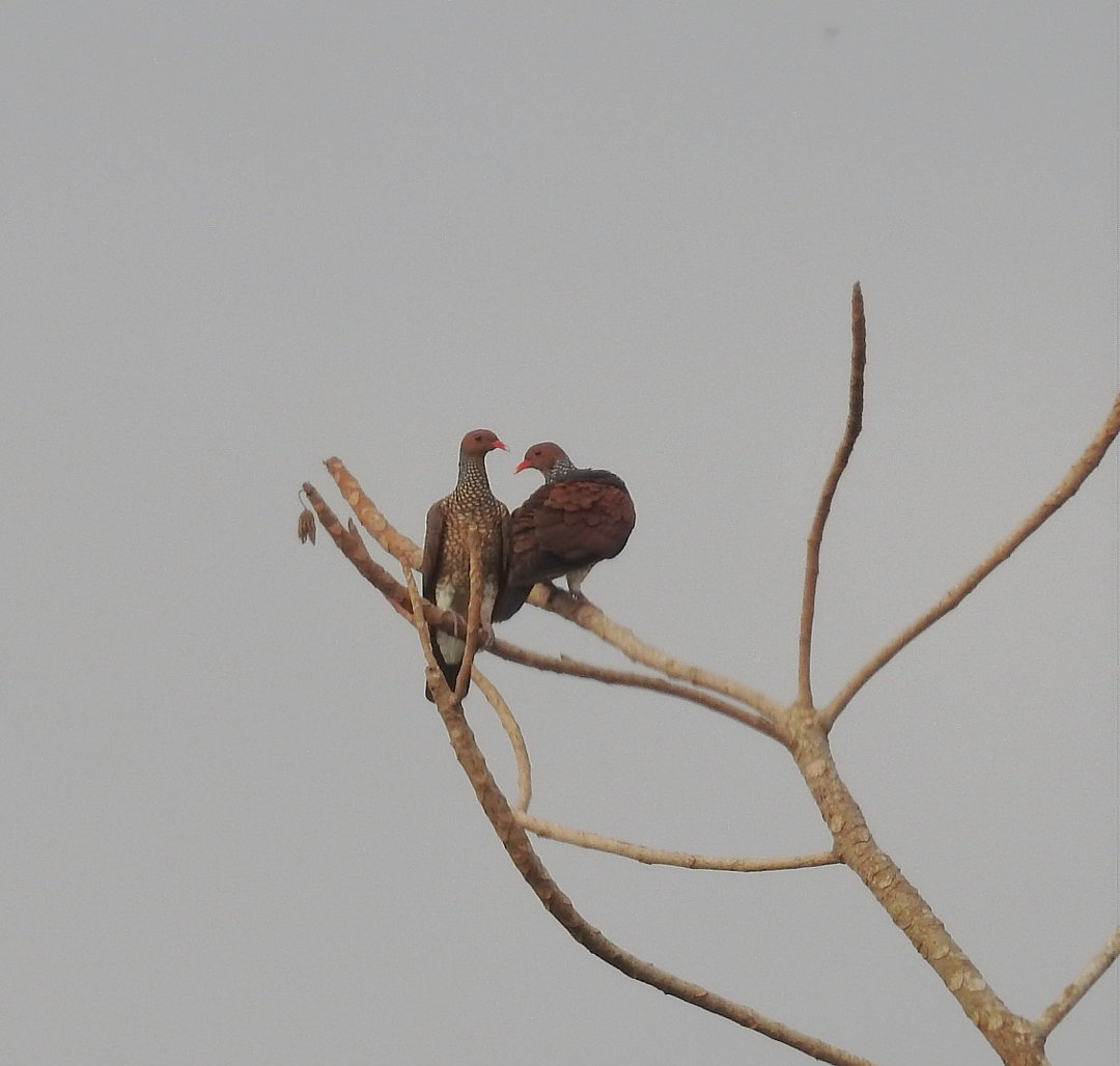 Foto pomba-trocal (Patagioenas speciosa) Por Pablo Reis. | Wiki Aves ...