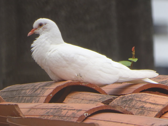 Foto pombo-doméstico (Columba livia) Por Edu Chaves (Salvador-BA ...
