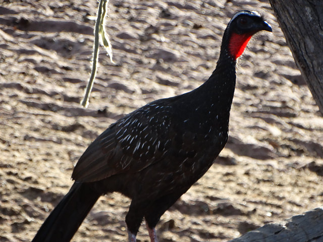 Foto jacucaca (Penelope jacucaca) Por Jailton Silva | Wiki Aves - A ...