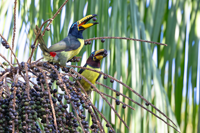 Foto araçari-de-bico-riscado (Pteroglossus inscriptus) Por Jeanne ...