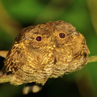 bacurau-de-cauda-barrada (Nyctiprogne leucopyga) | WikiAves - A ...