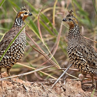 Galliformes | WikiAves - A Enciclopédia das Aves do Brasil