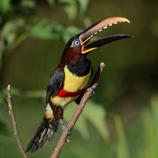 Ramphastidae | WikiAves - A Enciclopédia das Aves do Brasil
