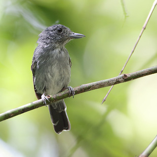 choca-murina (Thamnophilus murinus) | WikiAves - A Enciclopédia das ...