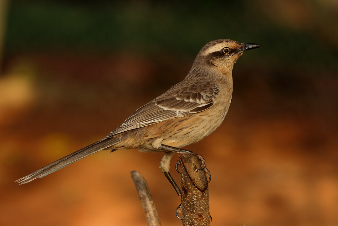 Foto sabiá-do-campo (Mimus saturninus) Por Jose G. Oliveira | Wiki Aves ...