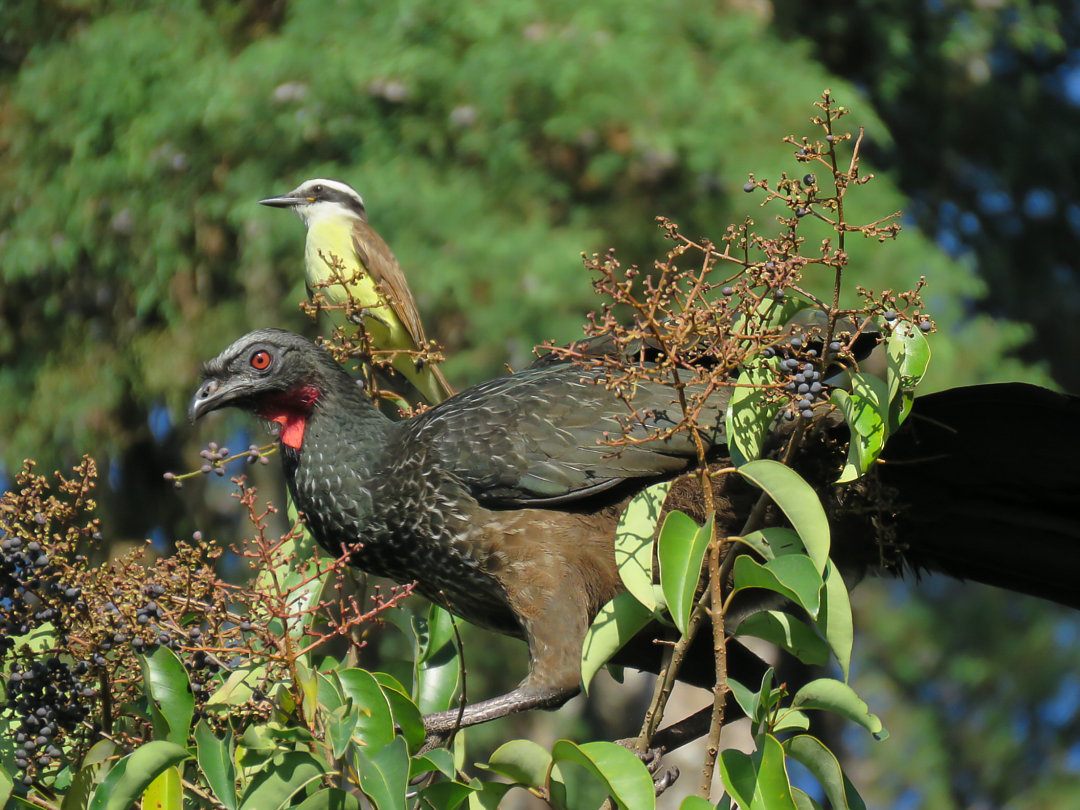 Foto jacuguaçu (Penelope obscura) Por Amanda Deuner | Wiki Aves - A ...