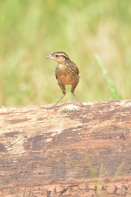 Foto polícia-inglesa-do-sul (Leistes superciliaris) Por Julio-volpato ...