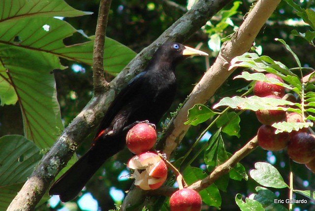 Foto guaxe (Cacicus haemorrhous) Por Eric Gallardo | Wiki Aves - A ...