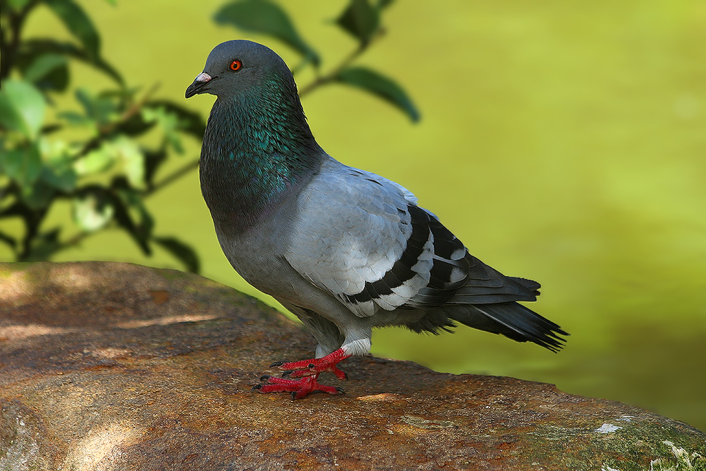 Foto pombo-doméstico (Columba livia) Por Leonardo Casadei | Wiki Aves ...