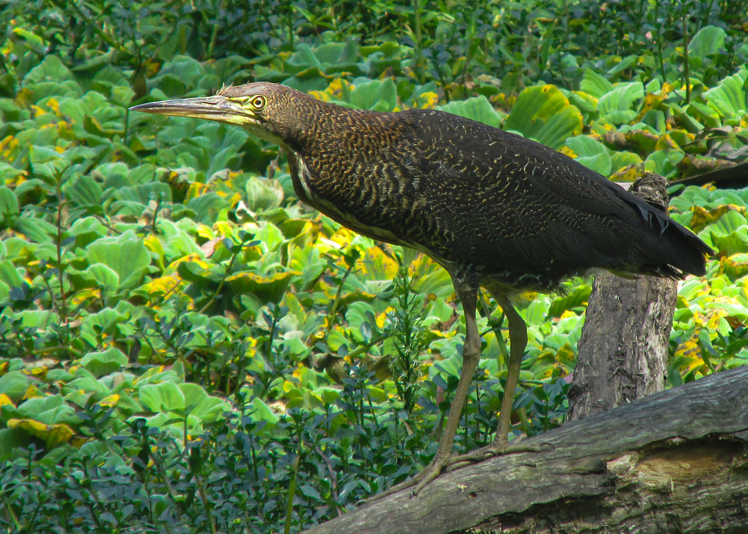 Foto socó-boi (Tigrisoma lineatum) Por Enéas G. Junior | Wiki Aves - A ...