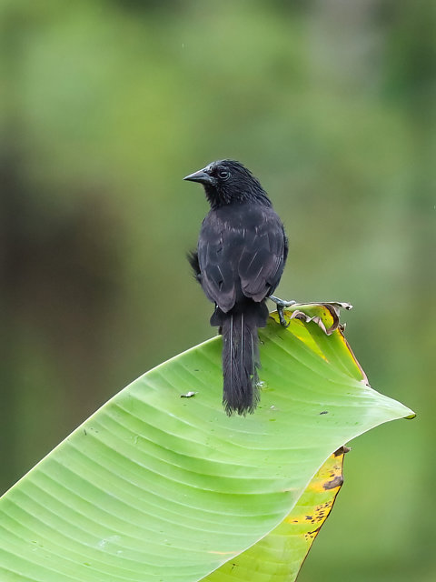 Foto anumará (Anumara forbesi) Por Geraldo Luiz | Wiki Aves - A ...
