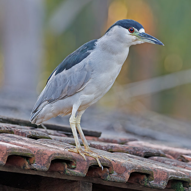 Foto socó-dorminhoco (Nycticorax nycticorax) Por Eduardo de Sousa ...