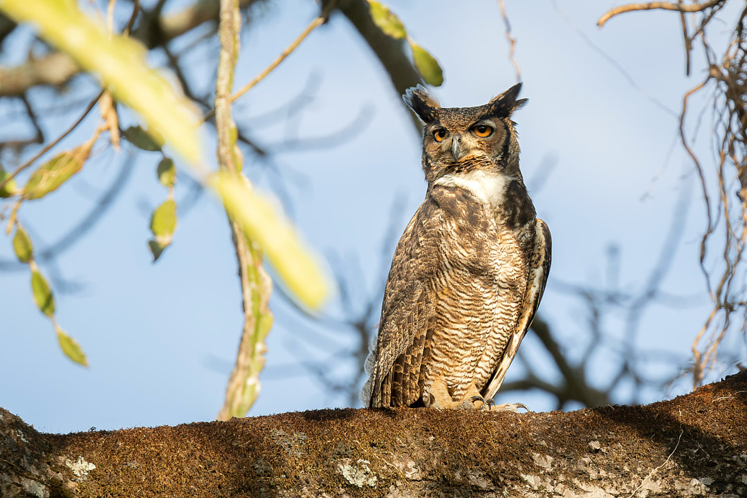 Foto jacurutu (Bubo virginianus) Por Priscilla Diniz | Wiki Aves - A ...