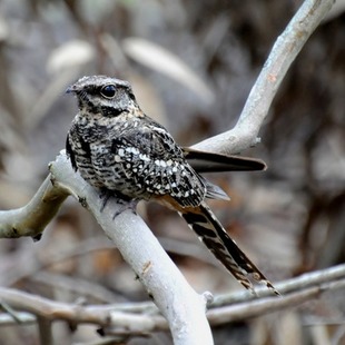 bacurau-tesoura (Hydropsalis torquata) | WikiAves - A Enciclopédia das ...
