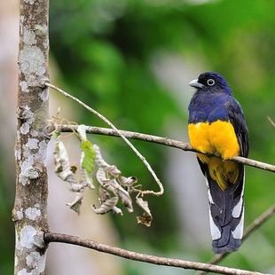 Trogoniformes | WikiAves - A Enciclopédia das Aves do Brasil