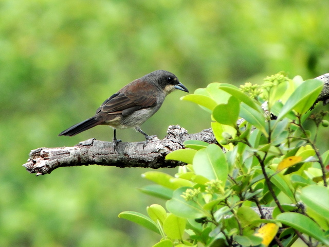 Foto tem-tem-de-dragona-vermelha (Tachyphonus phoenicius) Por Luiz ...