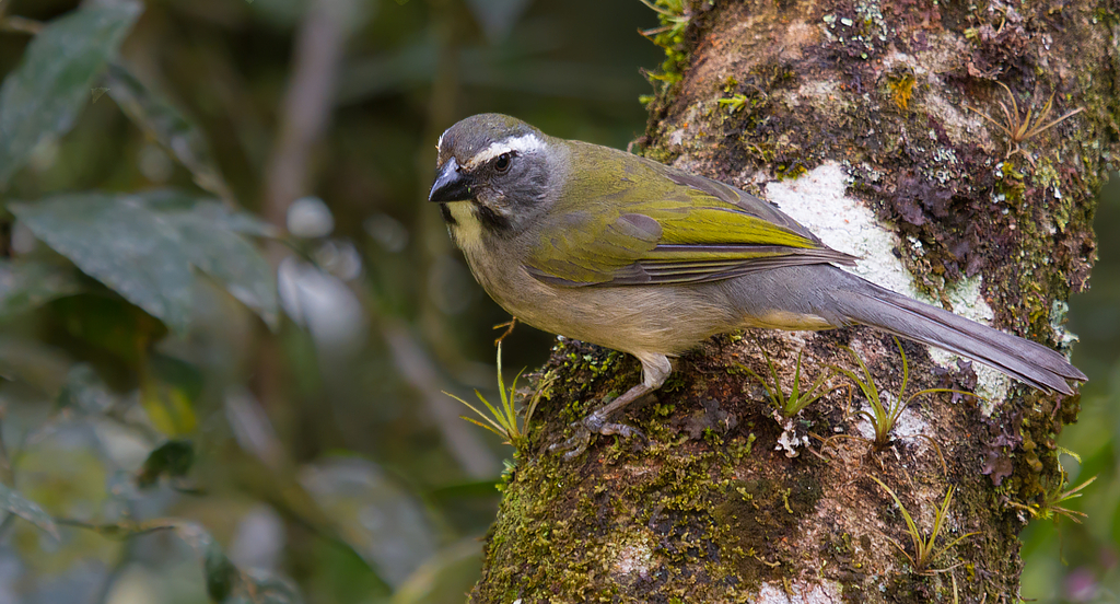 Foto trinca-ferro (Saltator similis) Por Ronaldo G. Lebowski | Wiki ...