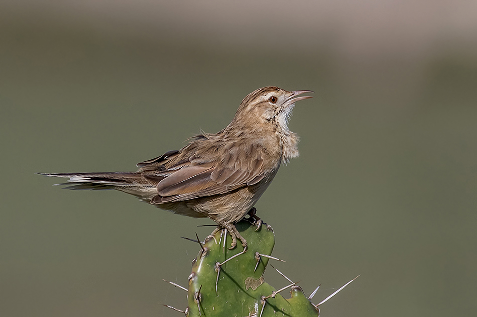 Foto cochicho (Anumbius annumbi) Por Alexandre Gualhanone | Wiki Aves ...