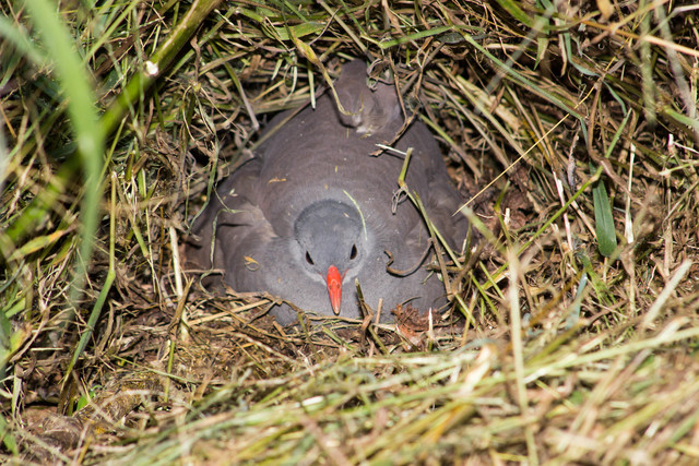 inhambu-chintã (Crypturellus tataupa) | WikiAves - A Enciclopédia das ...