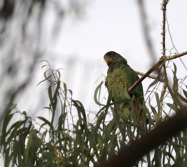 Foto maitaca-verde (Pionus maximiliani) Por Marcia Koch Rodrigues ...